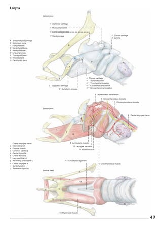 Anatomy of the horse | PDF