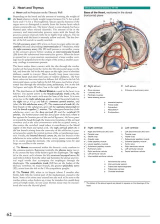 Anatomy of the horse | PDF