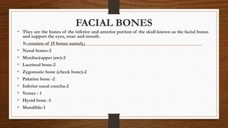 ANATOMY OF THE HUMAN SKELETON POWERPOINT | PPTX