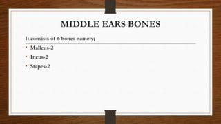 ANATOMY OF THE HUMAN SKELETON POWERPOINT | PPTX