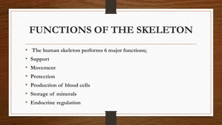 ANATOMY OF THE HUMAN SKELETON POWERPOINT | PPTX