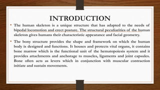ANATOMY OF THE HUMAN SKELETON POWERPOINT | PPTX