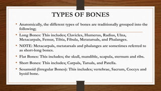 ANATOMY OF THE HUMAN SKELETON POWERPOINT | PPTX