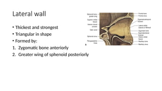 Perfect Anatomy of the human eye ORBIT.pptx