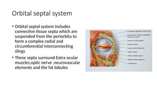 Perfect Anatomy of the human eye ORBIT.pptx