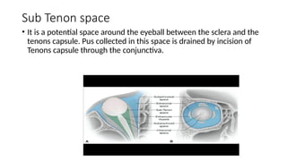Perfect Anatomy of the human eye ORBIT.pptx
