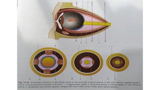 Perfect Anatomy of the human eye ORBIT.pptx