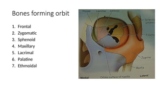Perfect Anatomy of the human eye ORBIT.pptx