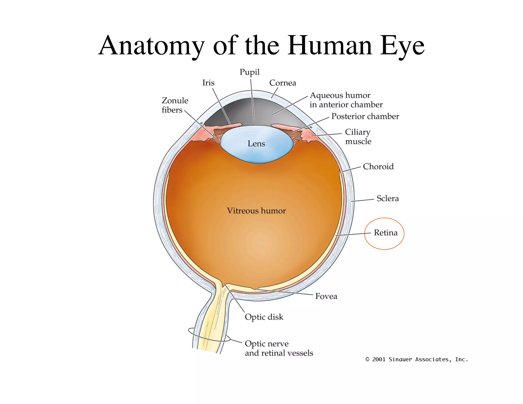 Anatomy of the Human Eye ( PDFDrive ).pdf