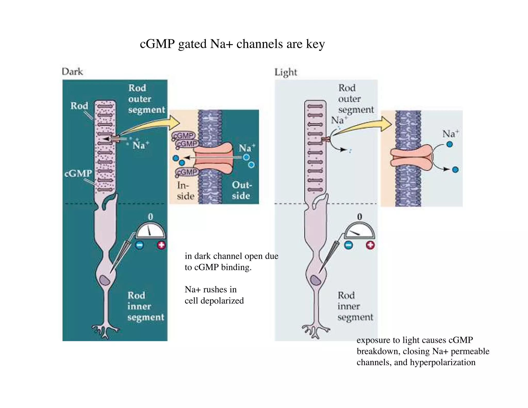 Anatomy of the Human Eye ( PDFDrive ).pdf