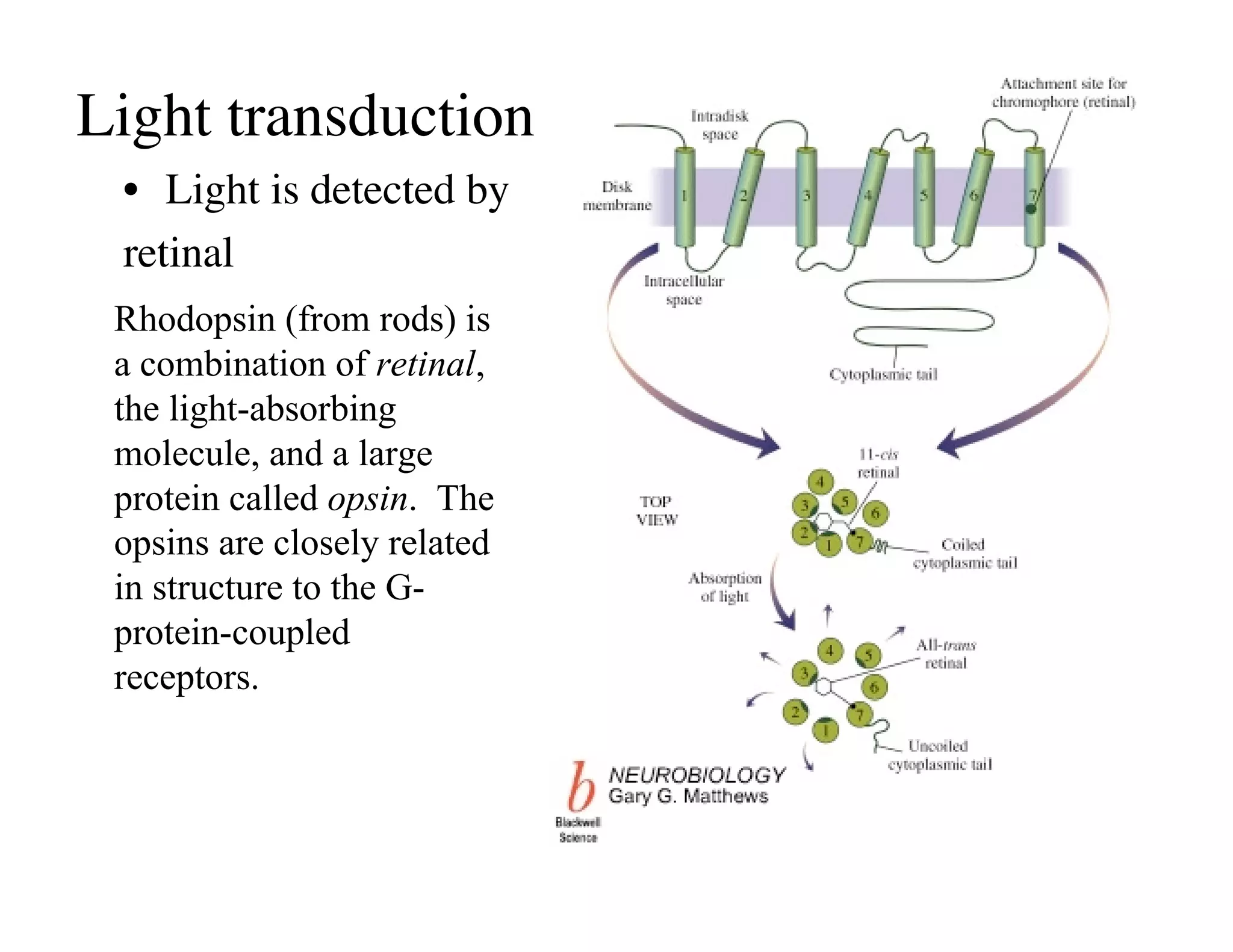 Anatomy of the Human Eye ( PDFDrive ).pdf