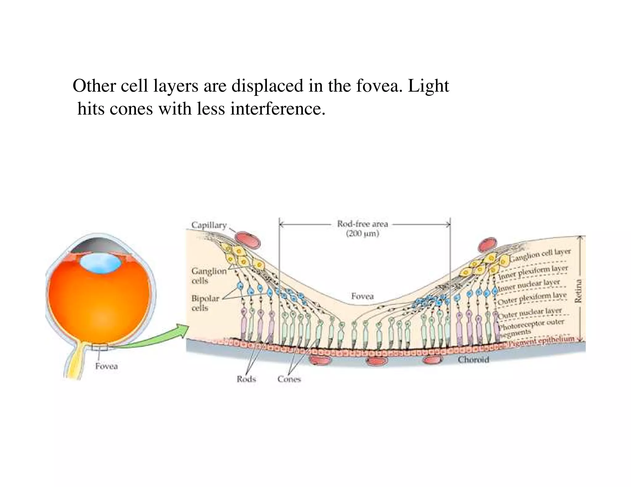 Anatomy of the Human Eye ( PDFDrive ).pdf