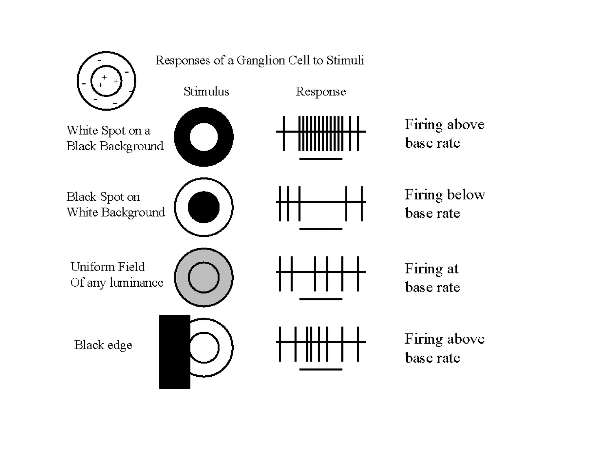 Anatomy of the Human Eye ( PDFDrive ).pdf