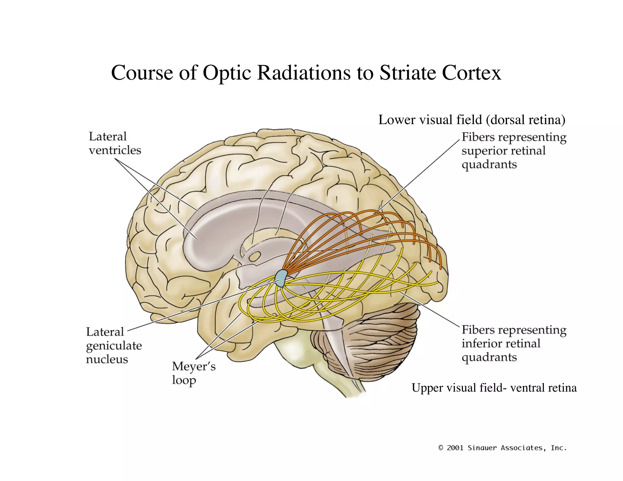 Anatomy of the Human Eye ( PDFDrive ).pdf