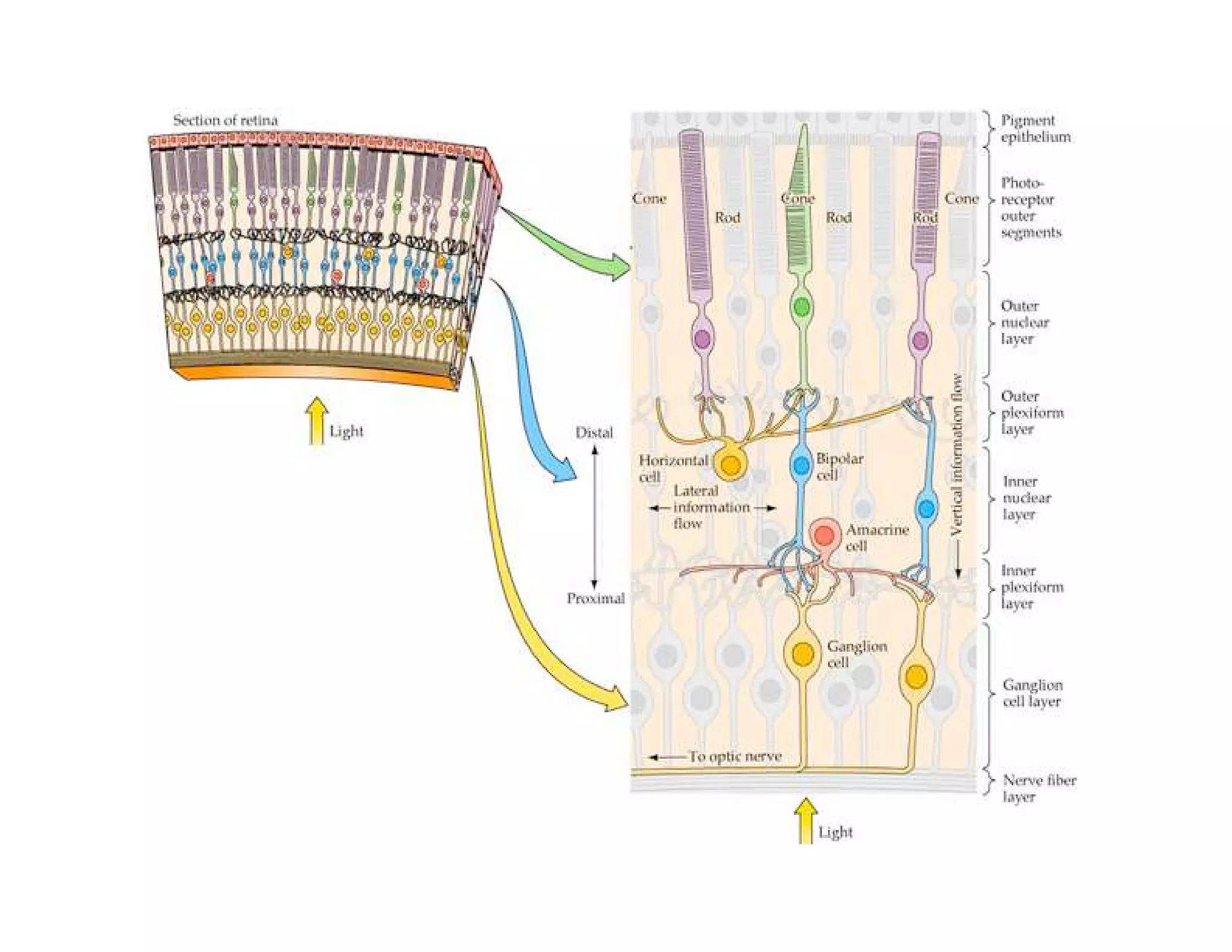 Anatomy of the Human Eye ( PDFDrive ).pdf