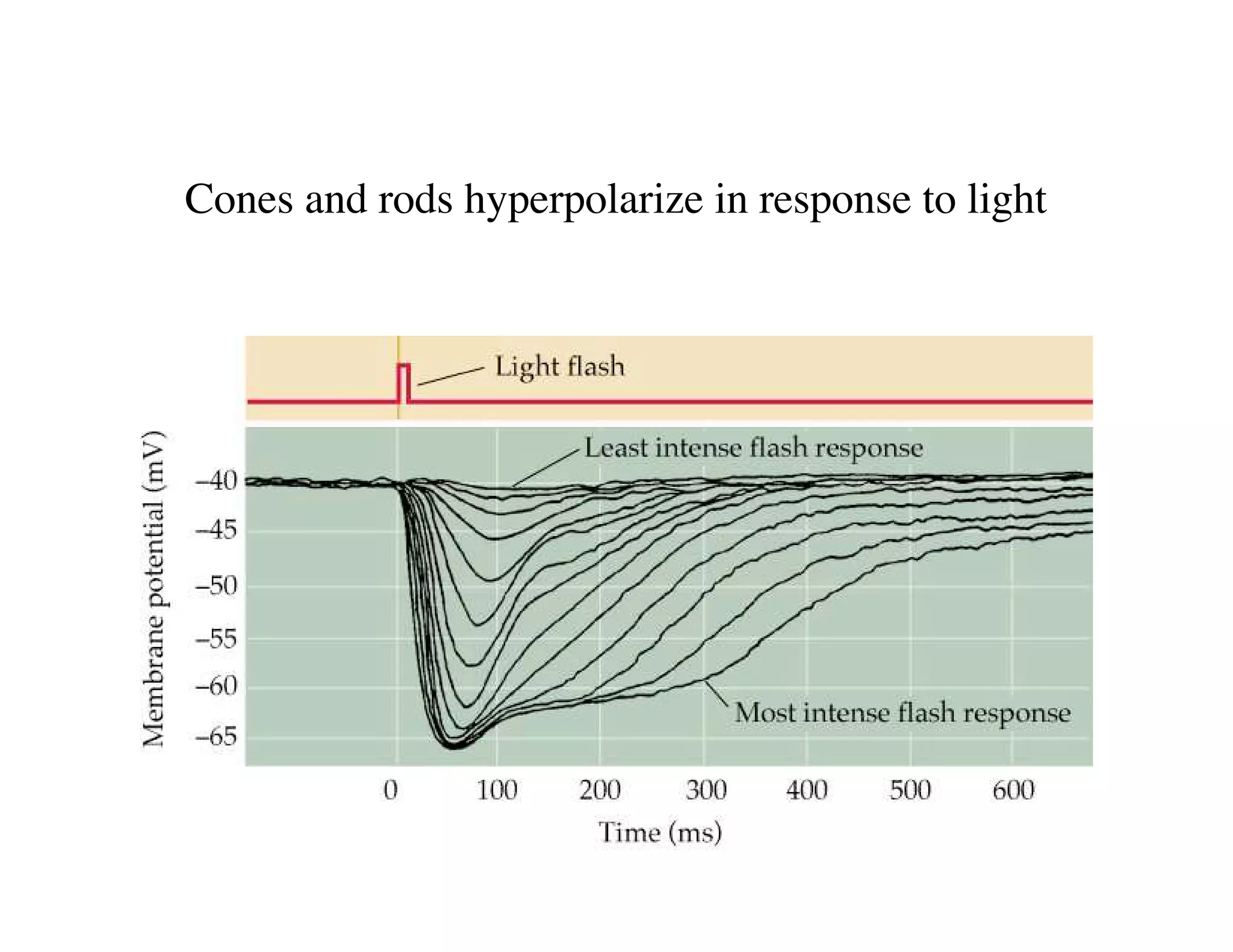 Anatomy of the Human Eye ( PDFDrive ).pdf