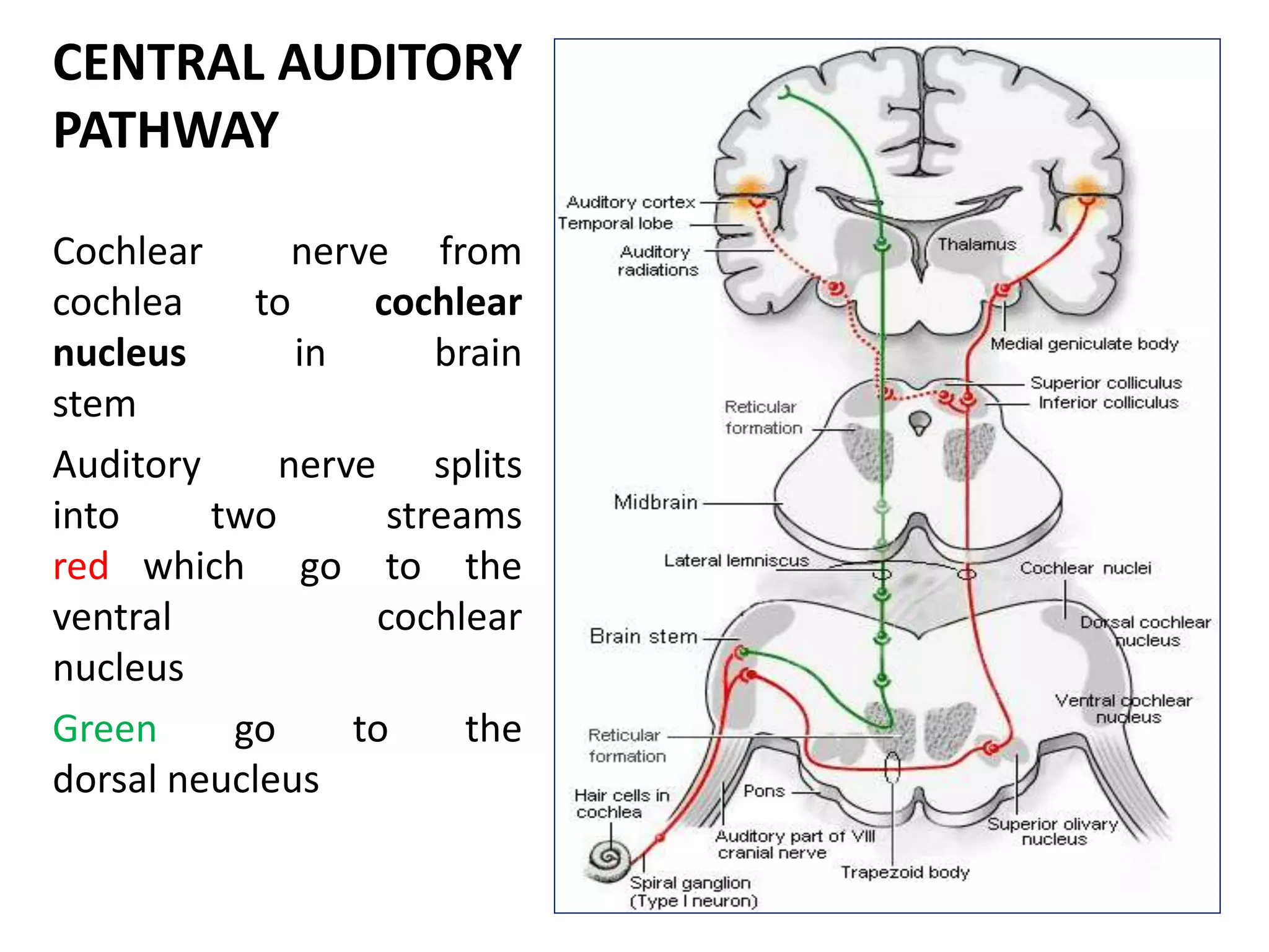 Anatomy of the inner ear | PPT