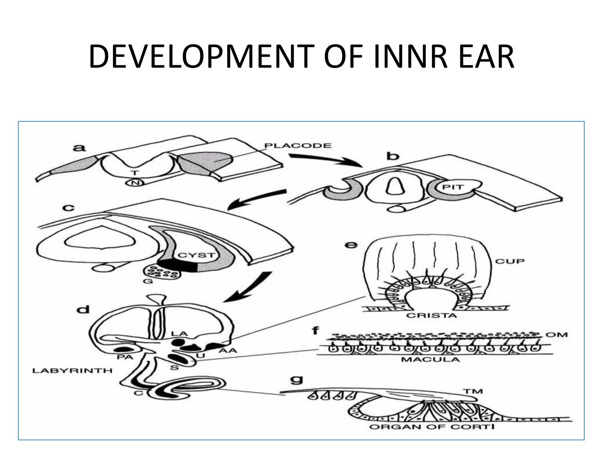 Anatomy of the inner ear | PPT