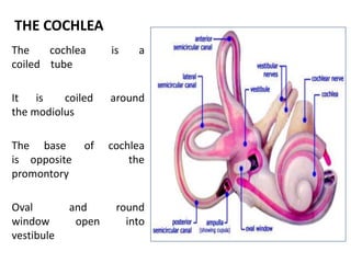Anatomy of the inner ear | PPTX