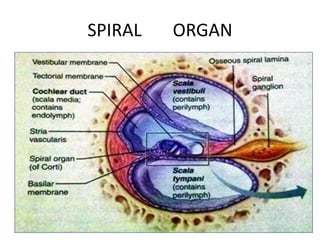 Anatomy of the inner ear | PPTX