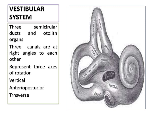 Anatomy of the inner ear | PPT