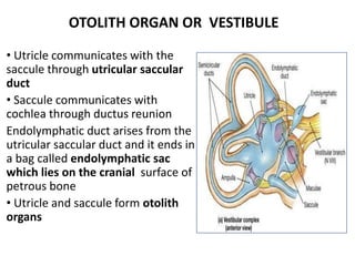 Anatomy of the inner ear | PPTX