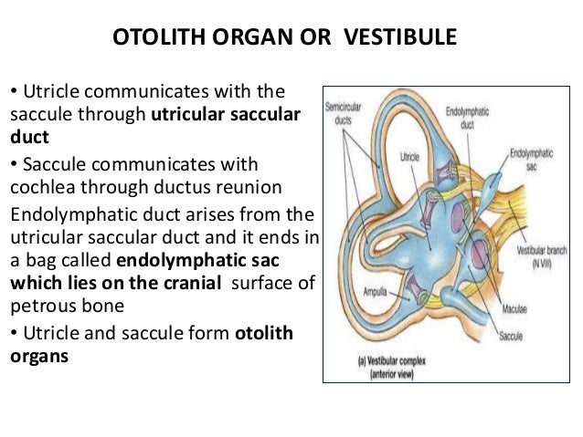 Human Otoliths