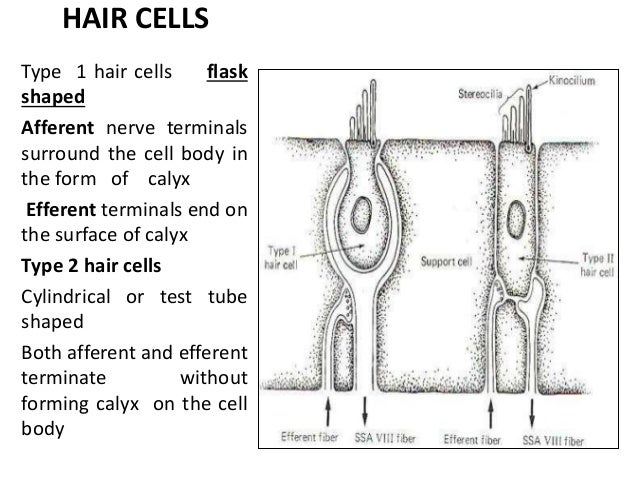 Anatomy of the inner ear