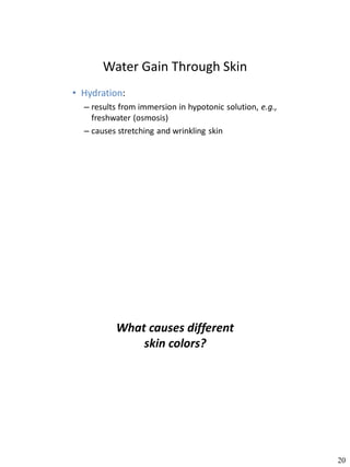 Anatomy of the integumentary .pdf0012346 | PDF