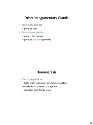 Anatomy of the integumentary .pdf0012346 | PDF