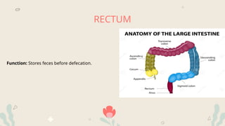Anatomy of the Intestines by Hassan.pptx