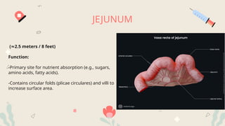 Anatomy of the Intestines by Hassan.pptx