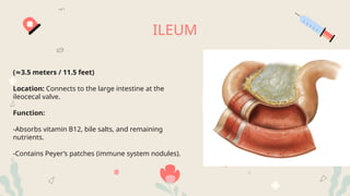 Anatomy of the Intestines by Hassan.pptx