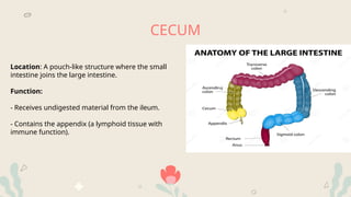 Anatomy of the Intestines by Hassan.pptx