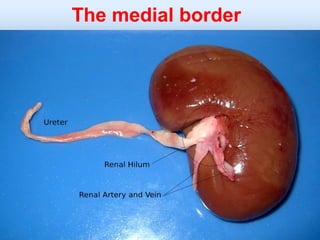 Anatomy of the kidney | PPT