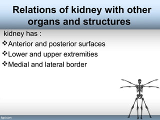 Anatomy of the kidney | PPT