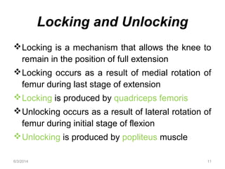 Anatomy of the knee joint | PPT