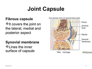 Anatomy of the knee joint | PPT