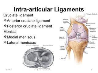 Interarticular Ligament