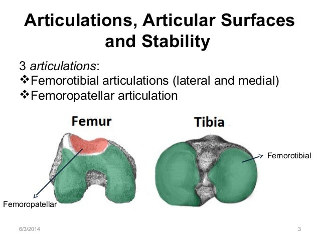 Anatomy of the knee joint