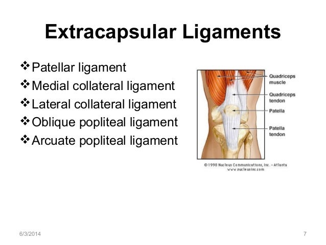 Anatomy of the knee joint