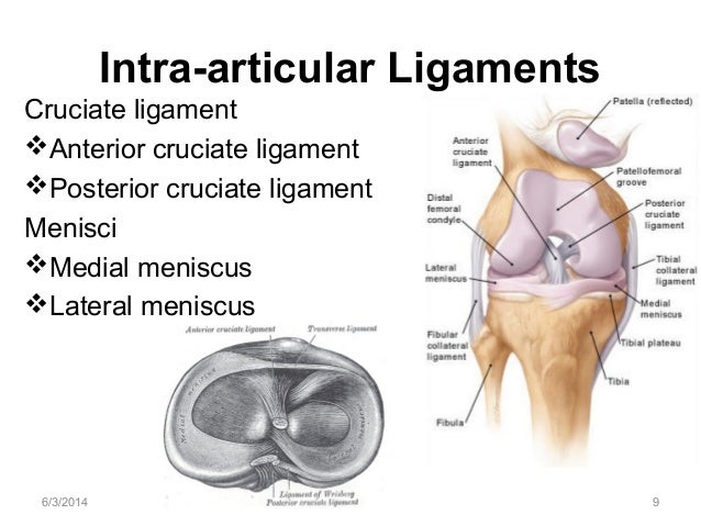 Anatomy of the knee joint
