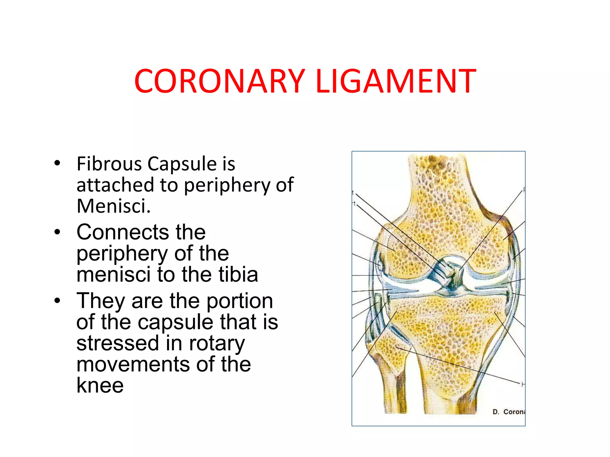 Anatomy of the knee joint | PPTX