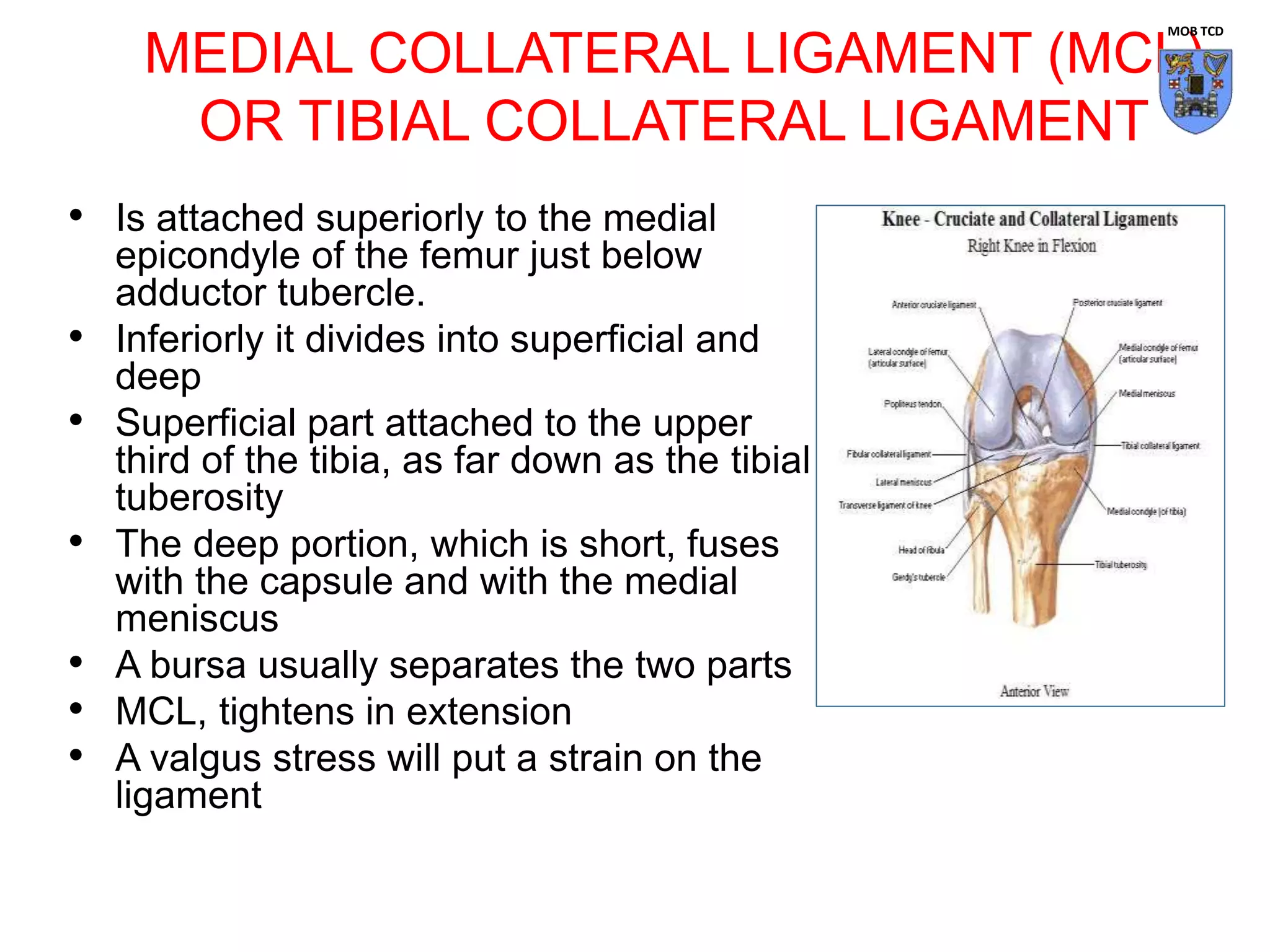 Anatomy of the knee joint | PPTX