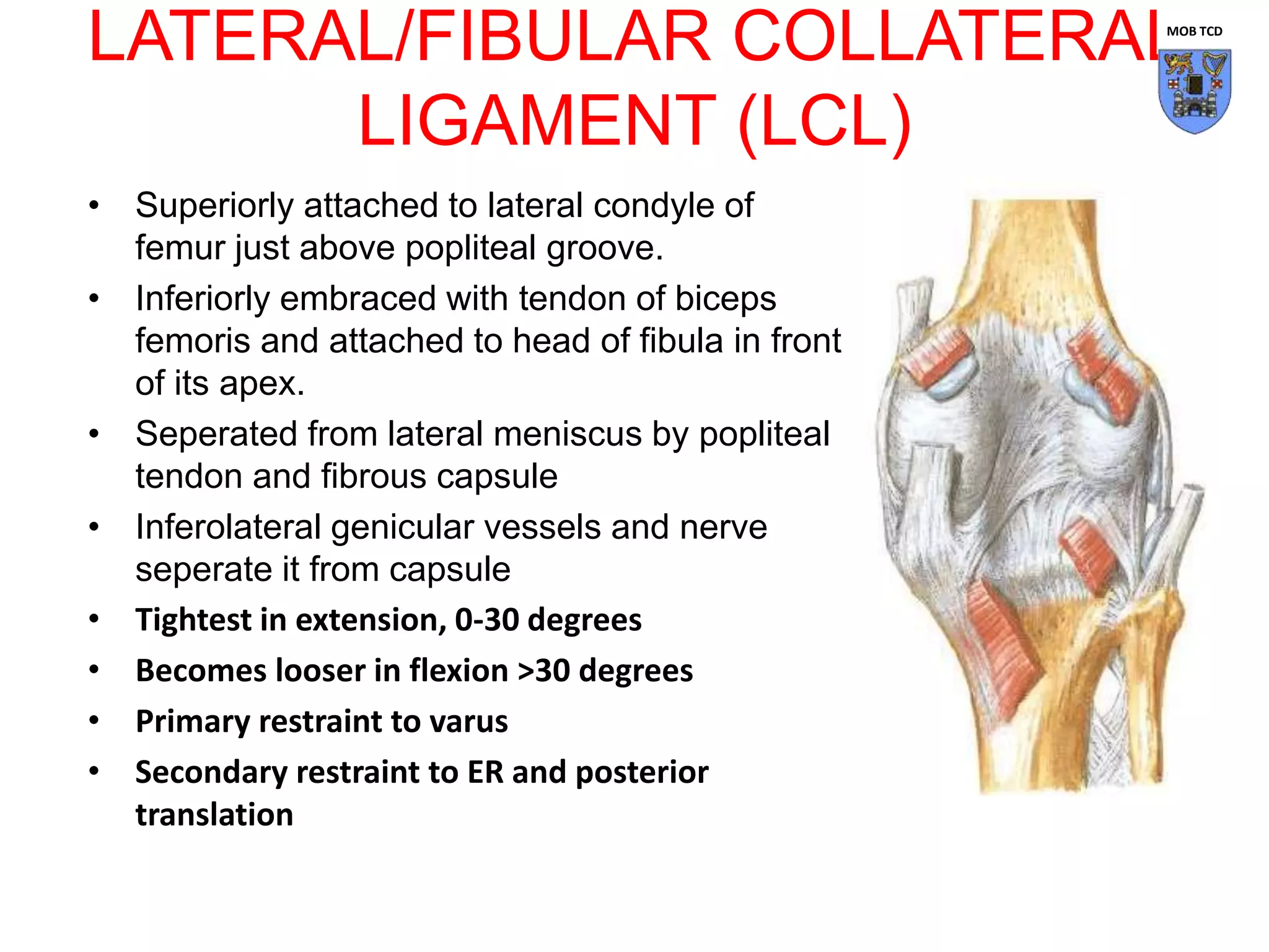 Anatomy of the knee joint | PPTX
