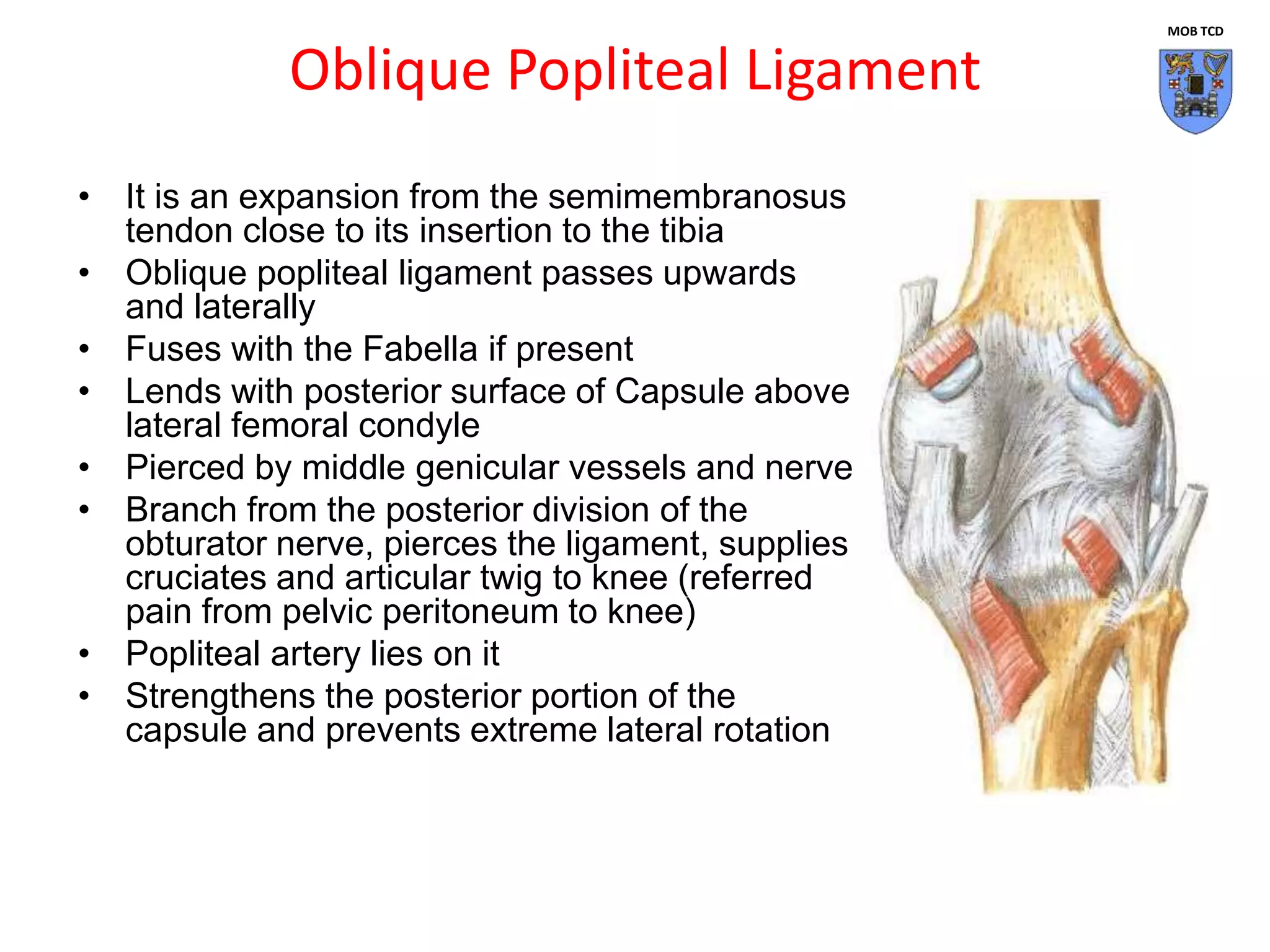 Anatomy of the knee joint | PPTX
