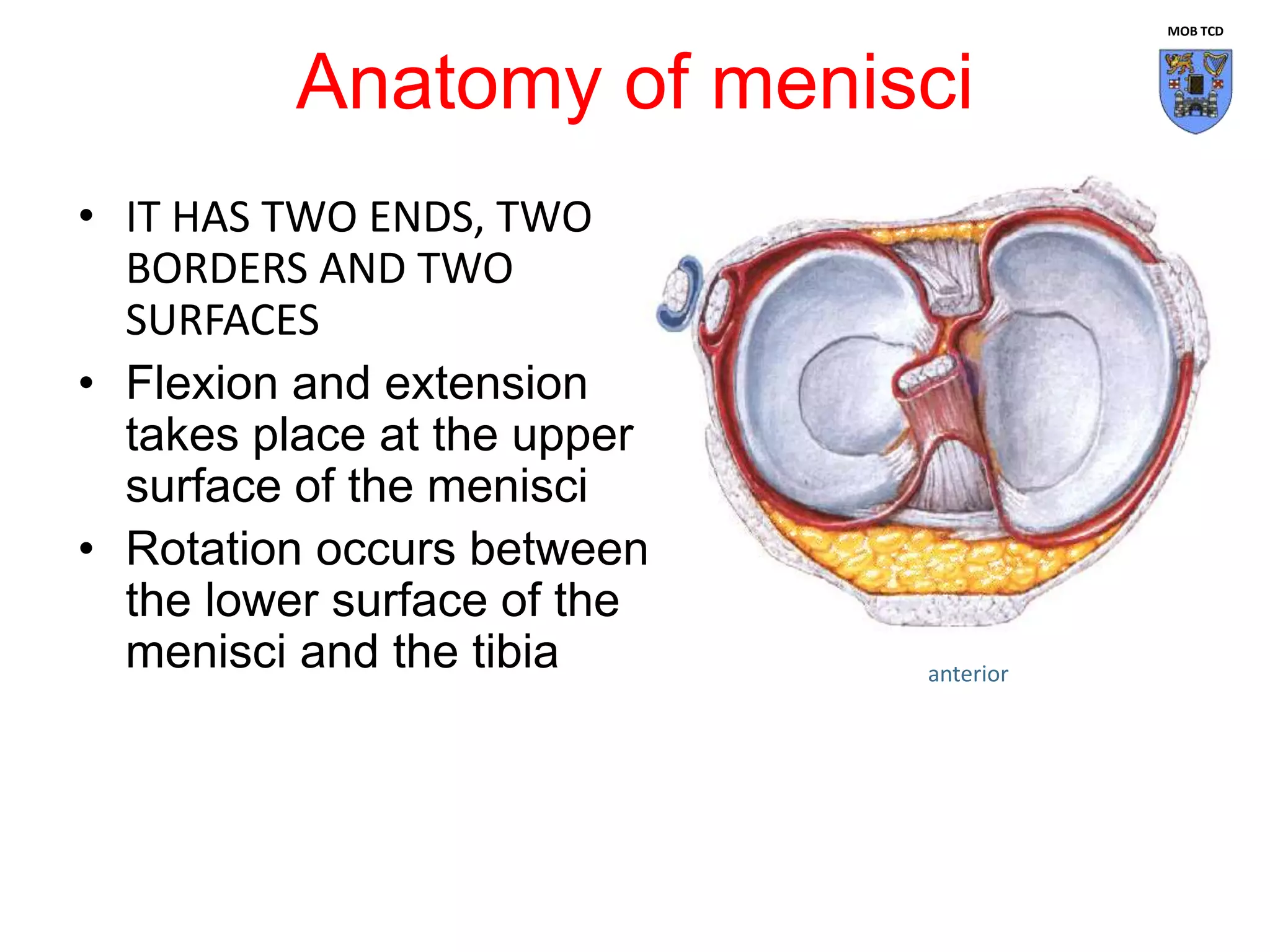 Anatomy of the knee joint | PPTX