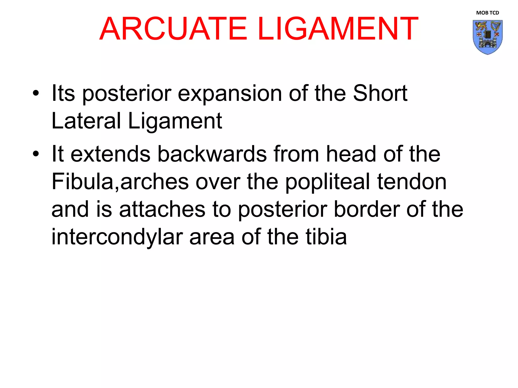 Anatomy of the knee joint | PPTX