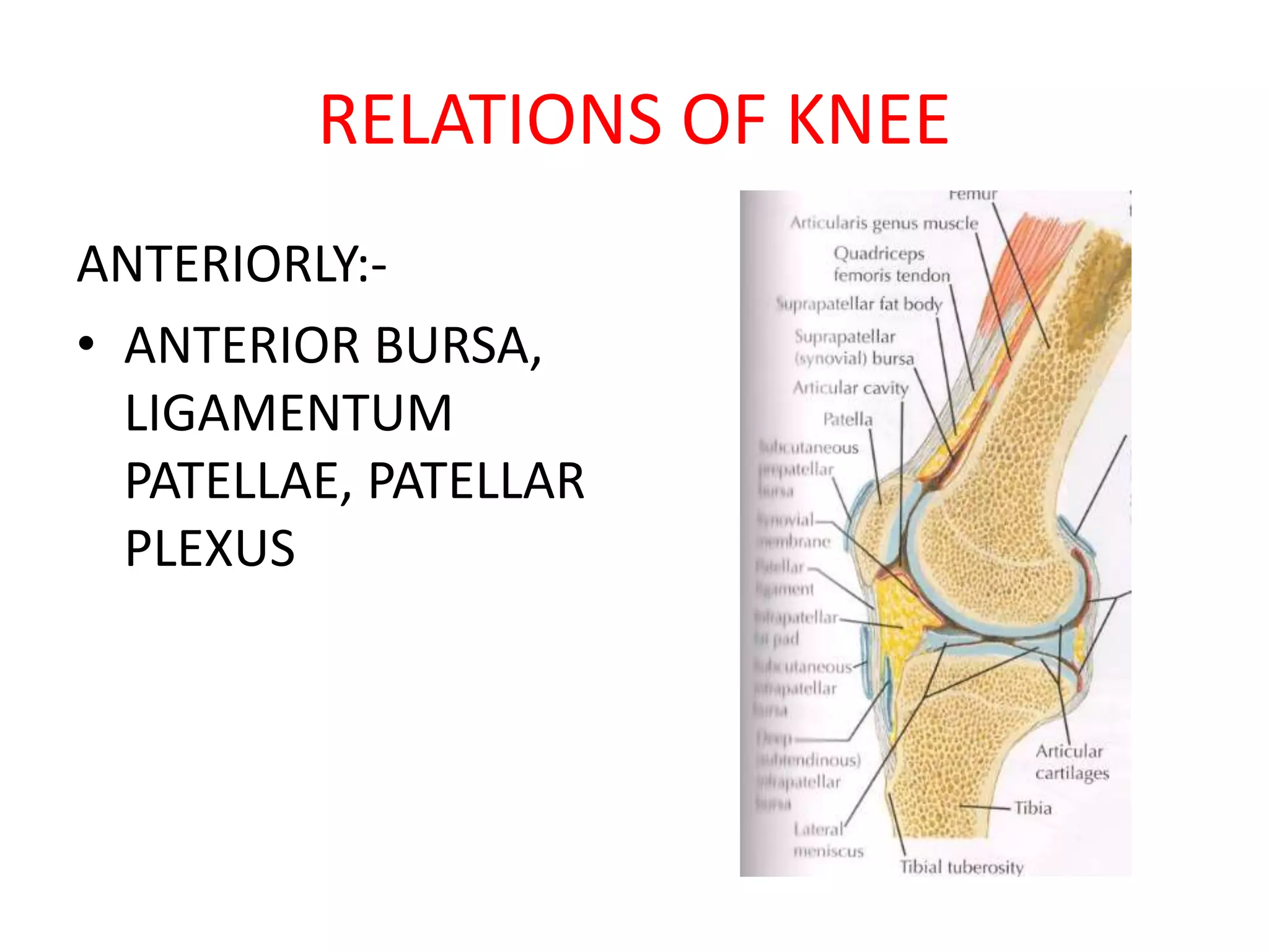 Anatomy of the knee joint | PPTX