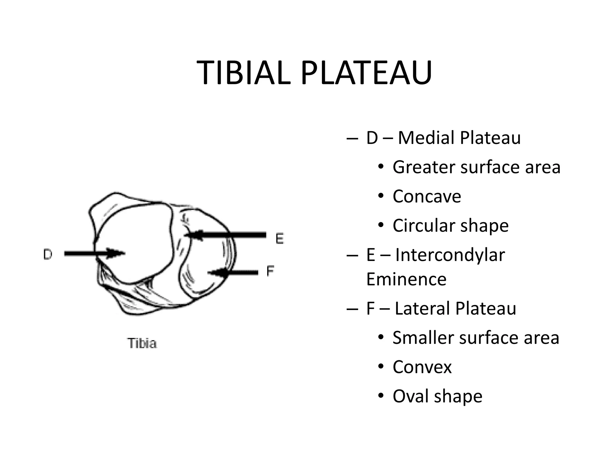 Anatomy of the knee joint | PPTX